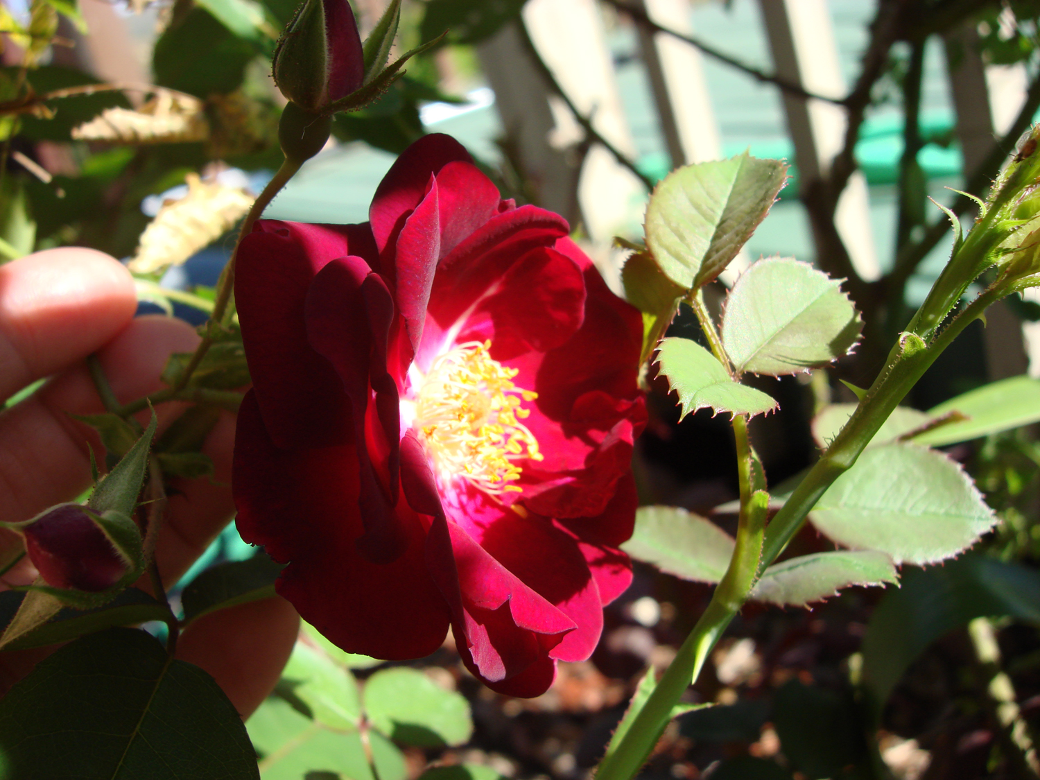 Hemingway Roses: Dr. Huey Root Stock Wild Roses