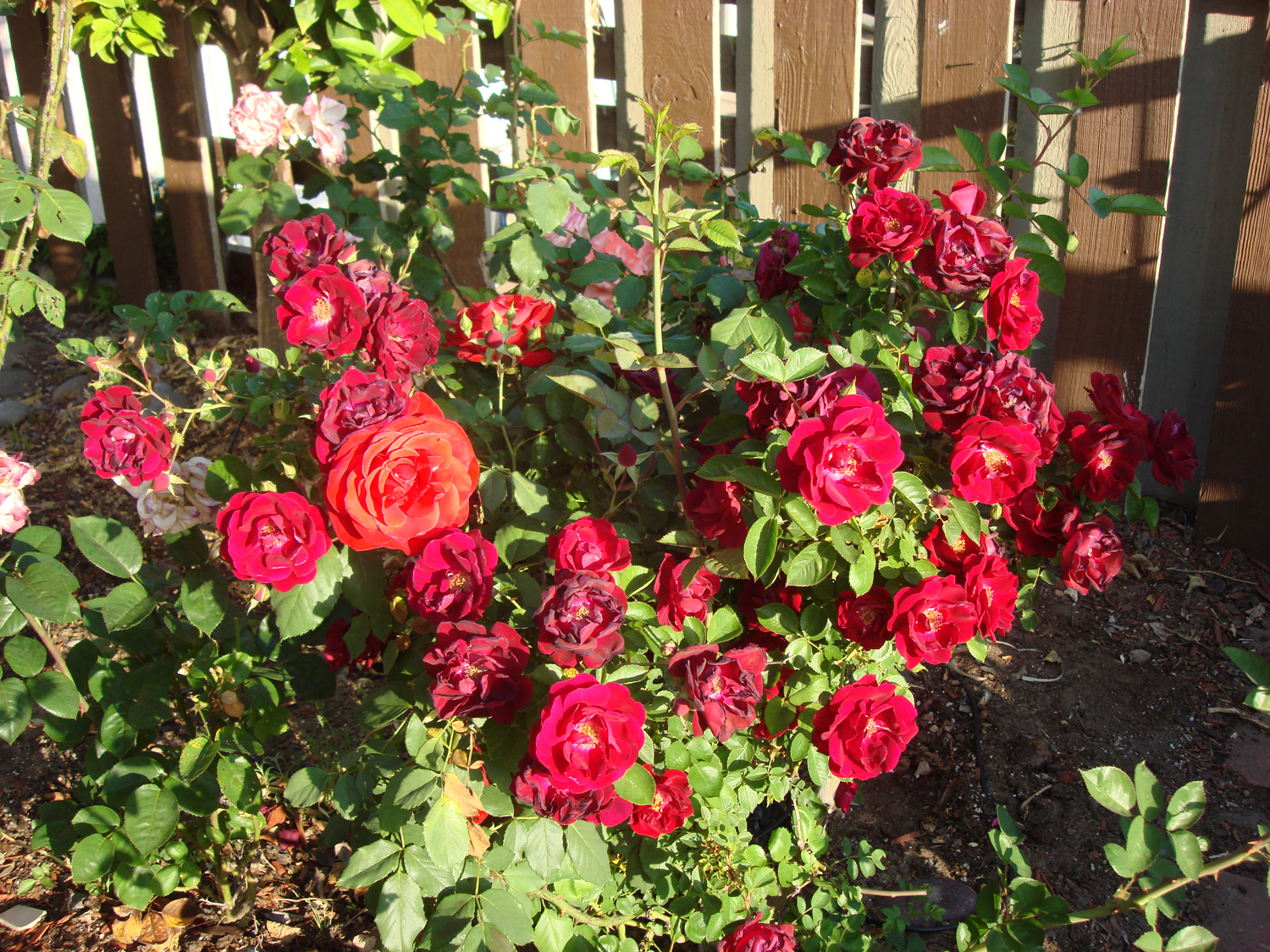 Hemingway Roses: Dr. Huey Root Stock Wild Roses
